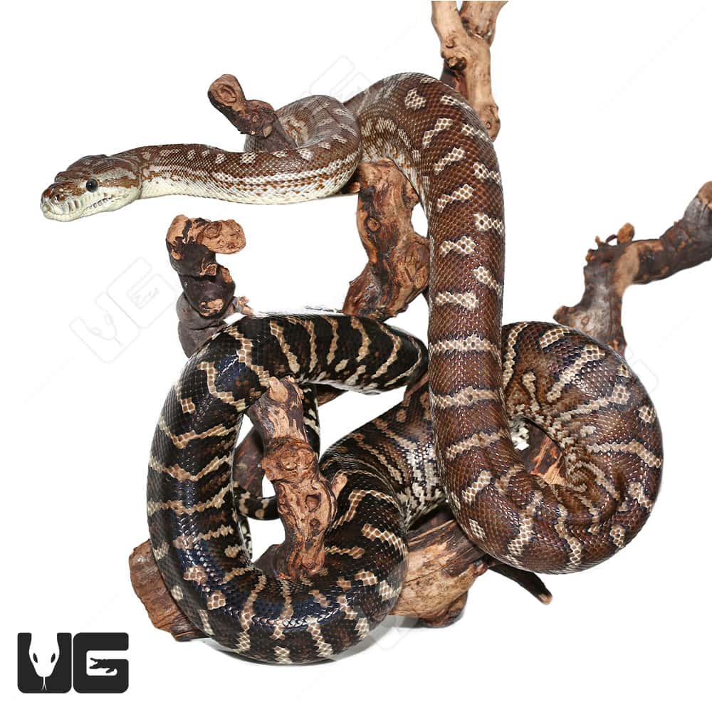 Adult Bredl's Carpet Python - Underground Reptiles