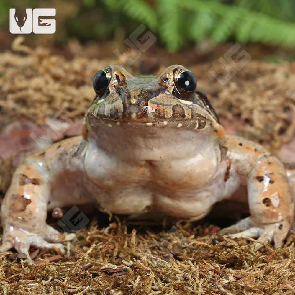 Mountain Chicken Frog - Underground Reptiles