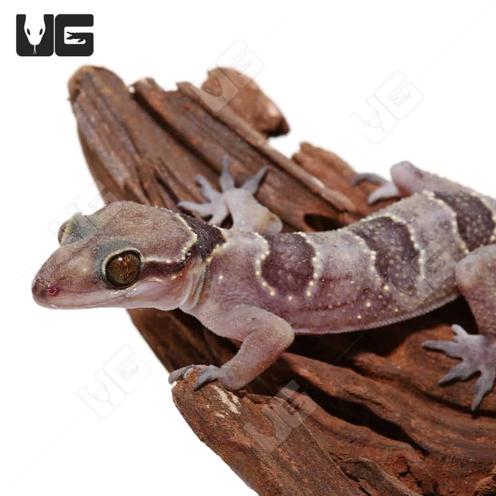 Banded Leaf Toe Gecko - Underground Reptiles