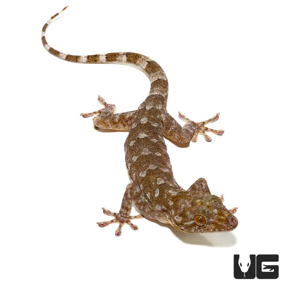 Marbled Gecko - Underground Reptiles