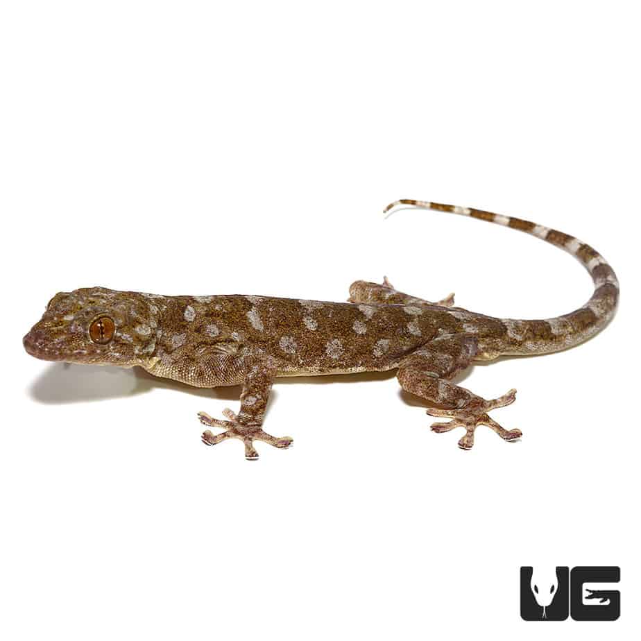 Marbled Gecko - Underground Reptiles