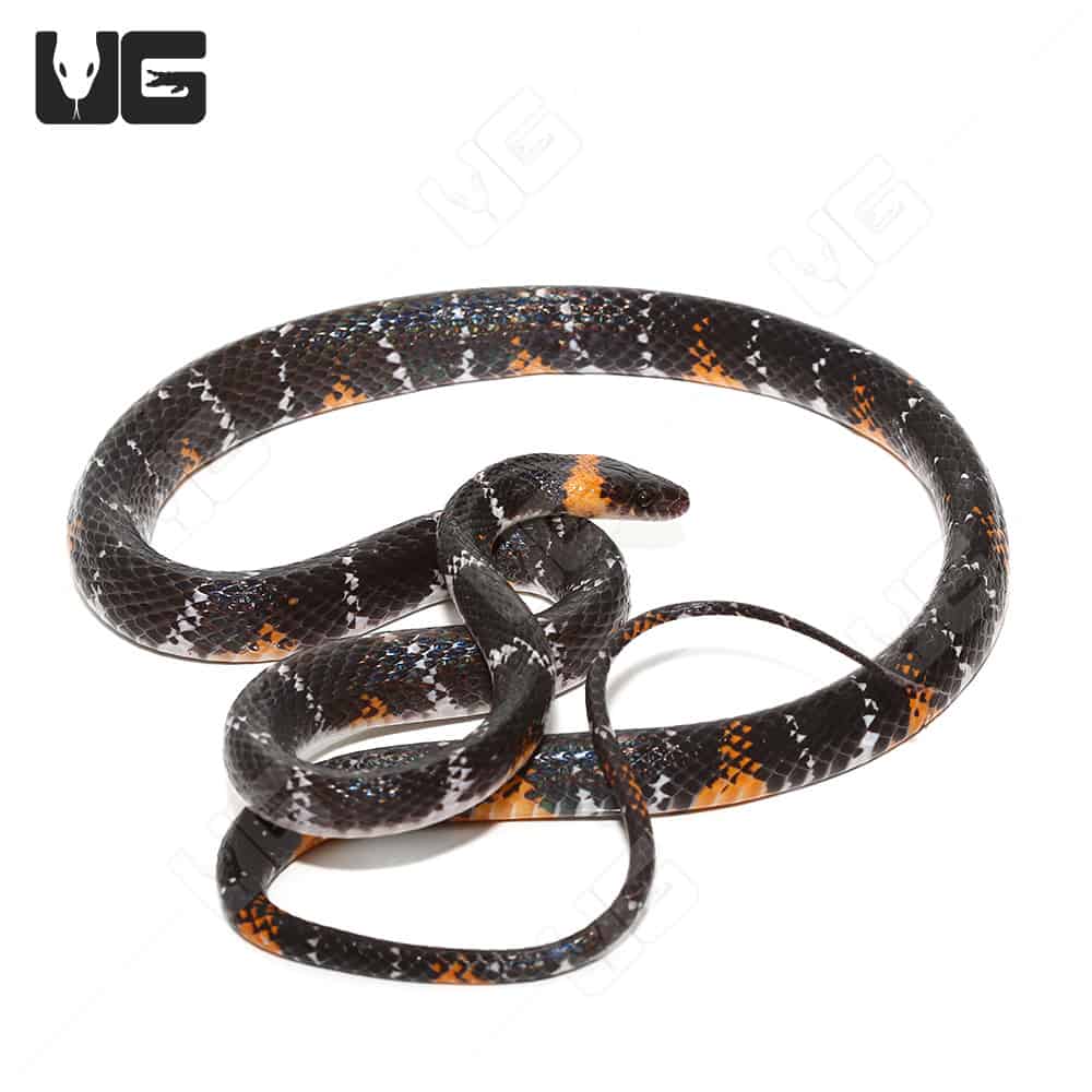 Forest Flame Snake - Underground Reptiles