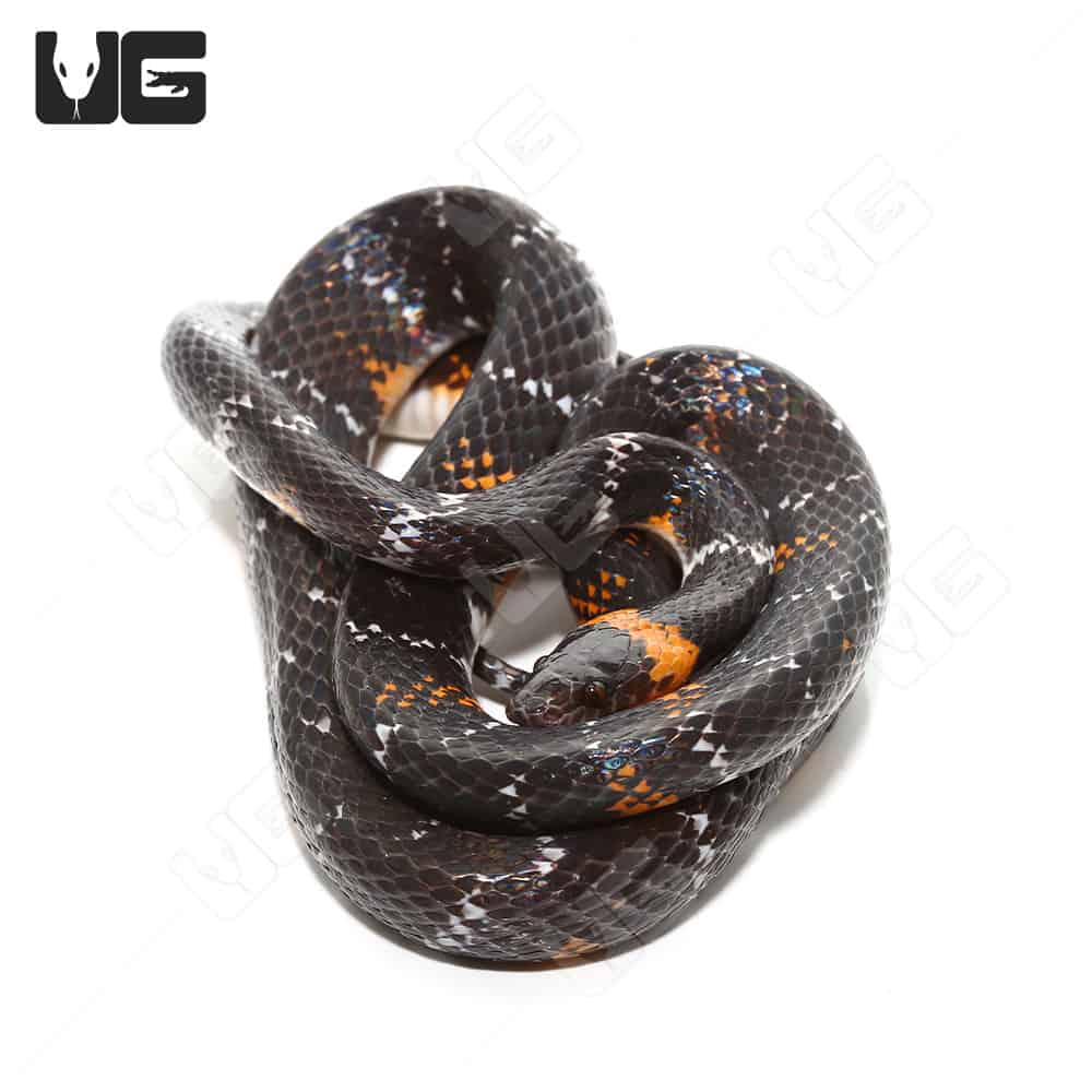 Forest Flame Snake - Underground Reptiles