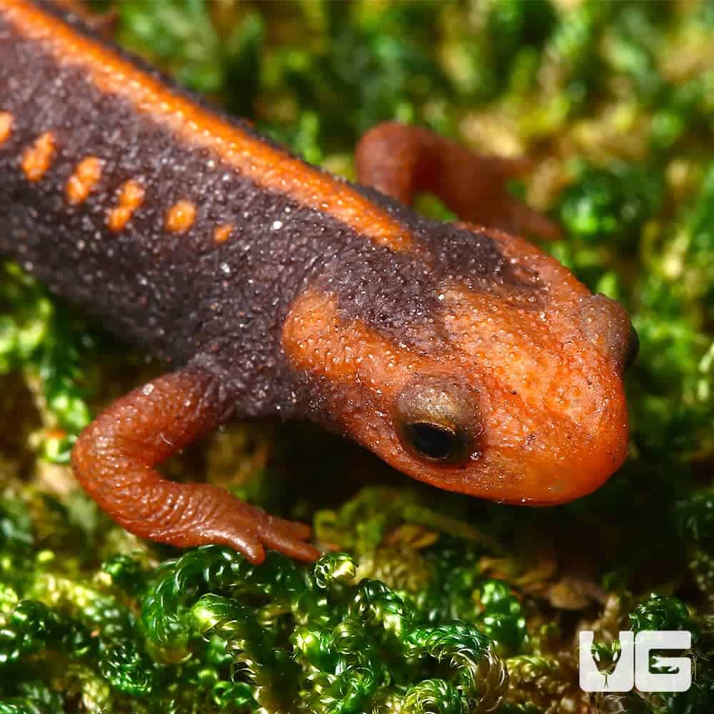 Emperor Newt - Underground Reptiles