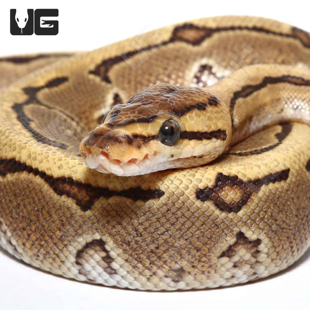 Baby Male Pinstripe Disco Het Clown Ball Python (#44) - Underground ...