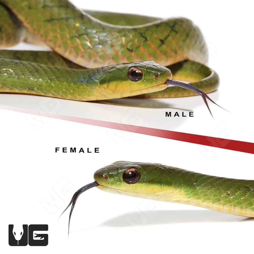 Velvet Swamp Snake Pair - Underground Reptiles