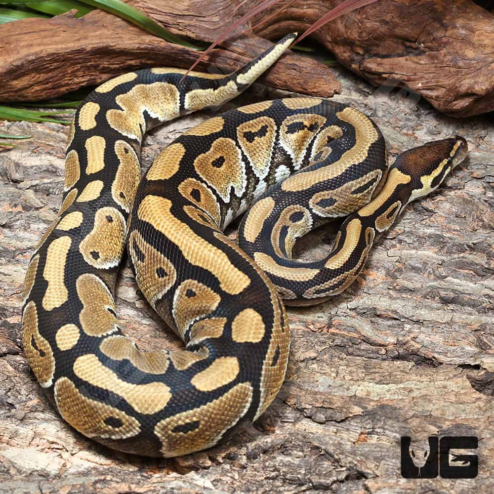 Female Russo Ball Python - Underground Reptiles