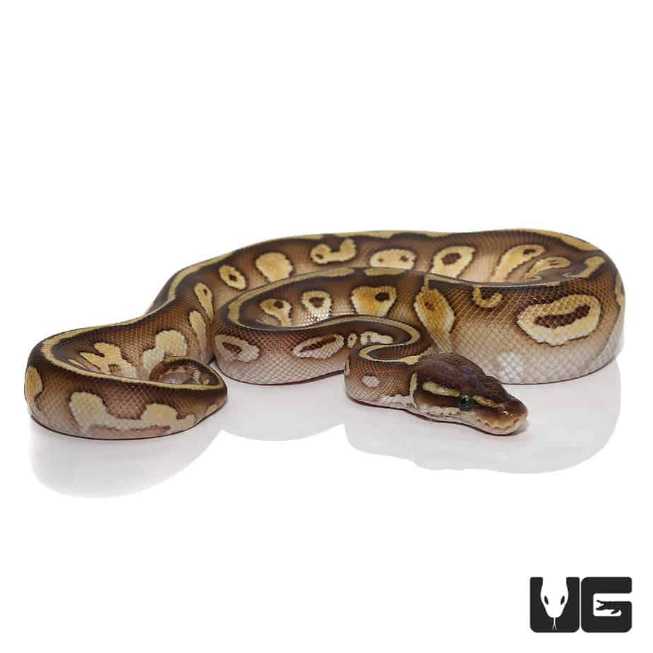 2021 Lesser Het Lavender Albino Ball Python - Underground Reptiles