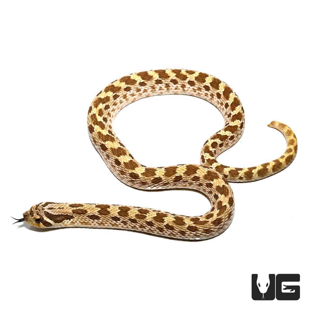 Adult Green Western Hognose - Underground Reptiles