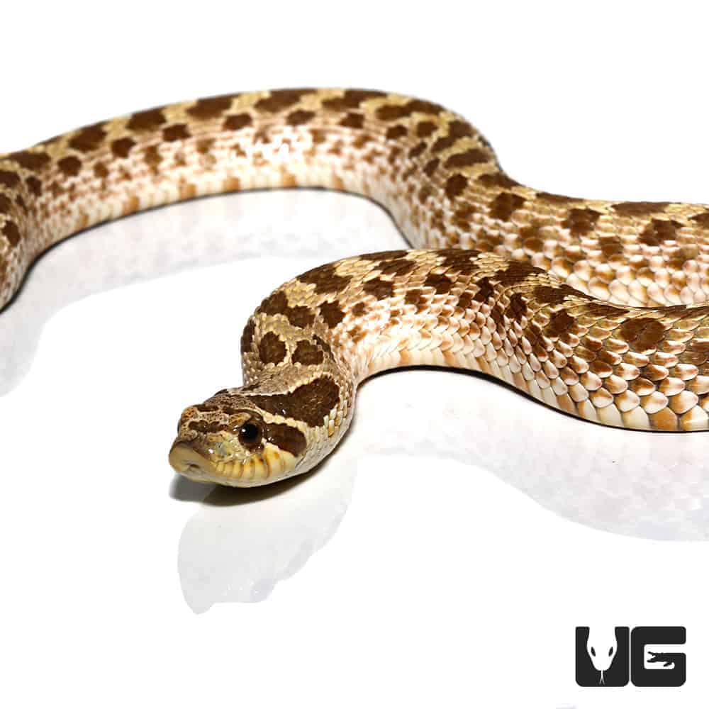 Adult Green Western Hognose - Underground Reptiles