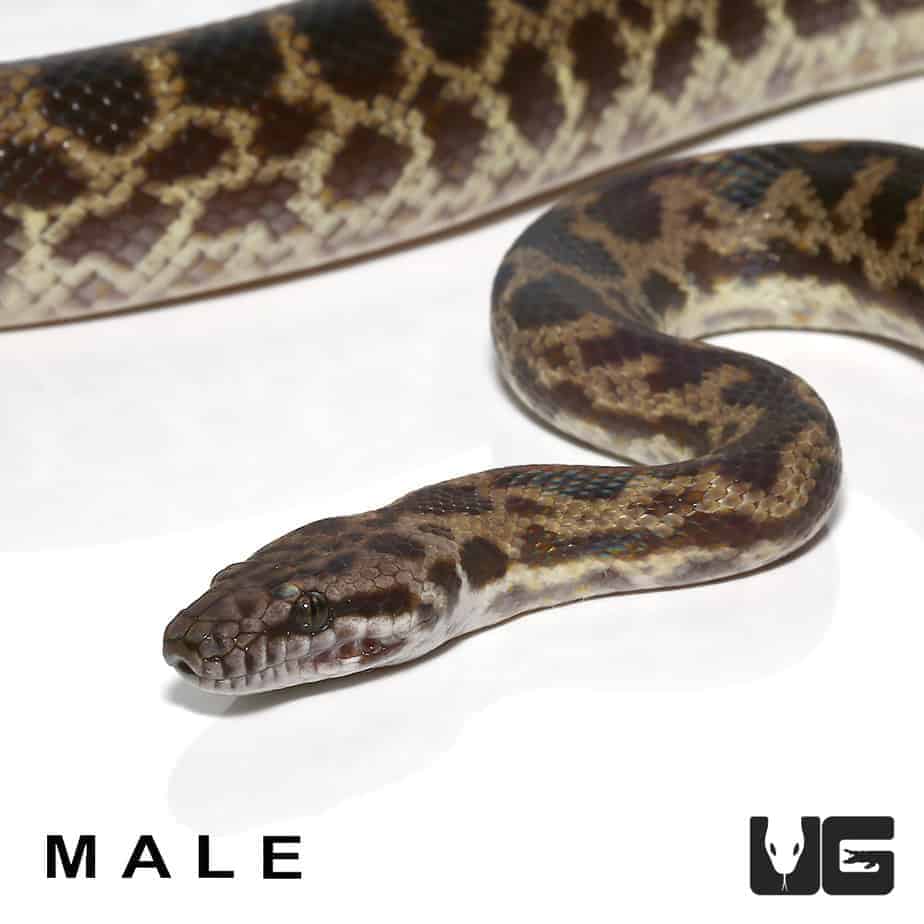 Adult Spotted Python (Pair) - Underground Reptiles