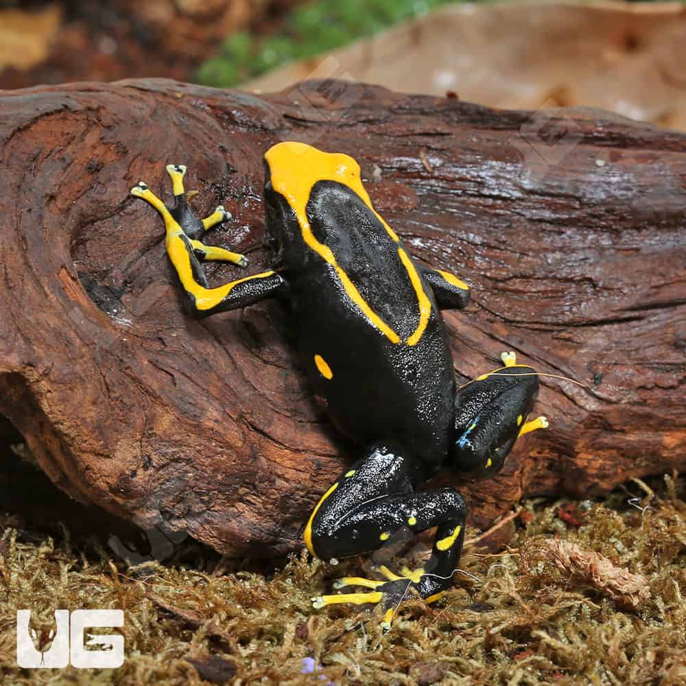 Adult Alanis Tinctorius Dart Frog - Underground Reptiles