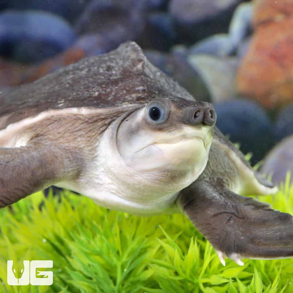 Baby Fly River Turtle - Underground Reptiles