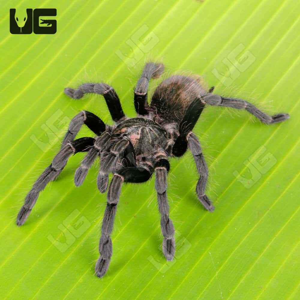 Female Colombian Blue Bloom Birdeater Tarantula (3 - 4'') - Underground ...