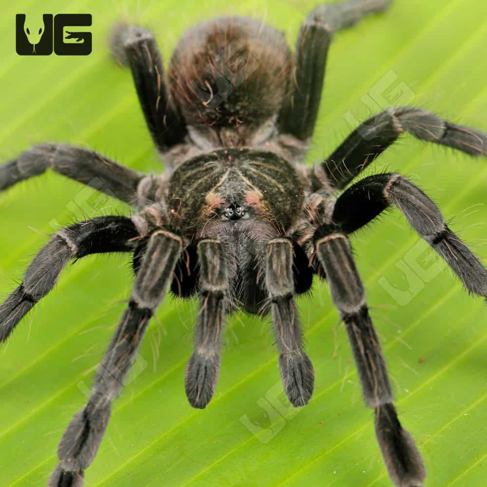 Female Colombian Blue Bloom Birdeater Tarantula (3 - 4'') - Underground ...