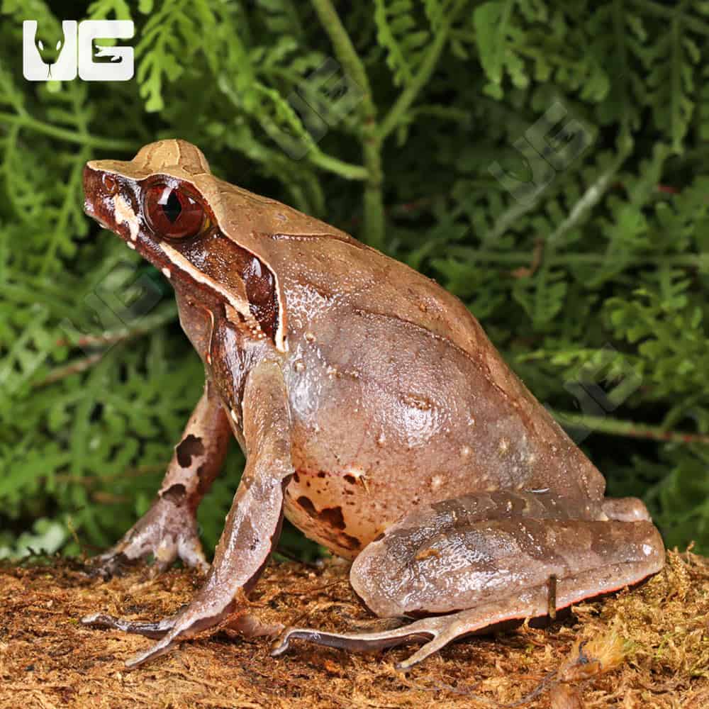 Yellow Spotted White Lipped Horn Frog - Underground Reptiles
