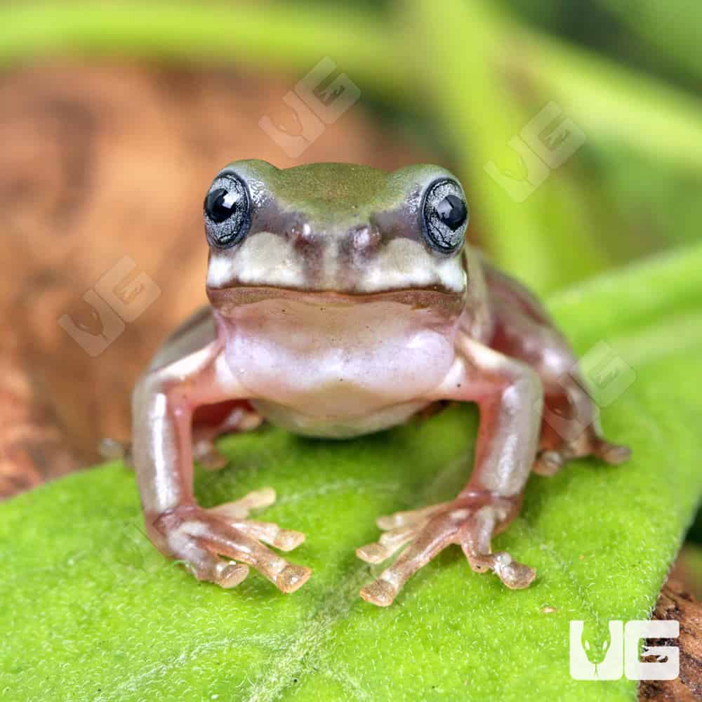 Baby Australian Blue Eyed Dumpy Tree Frog - Underground Reptiles